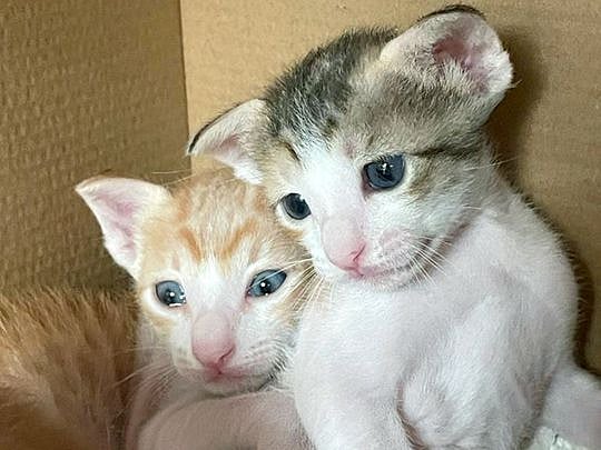 Desperately needed home for a cat and her three kittens, in Dubai