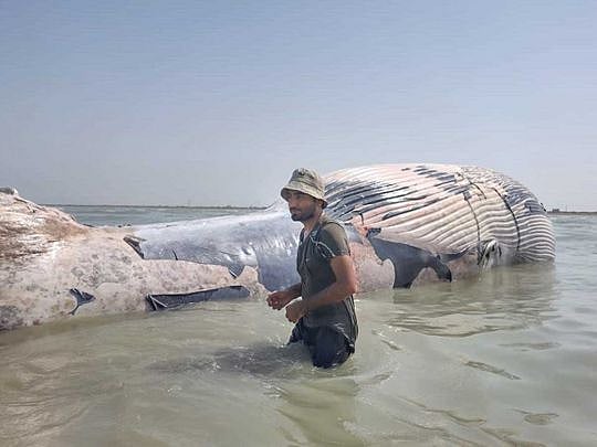 Blue whale washes up dead on Gwadar beach in Pakistan