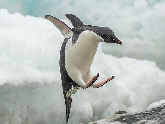 The Penguin Rule: The art of navigating ‘icebergs’ in conversations and not offending people