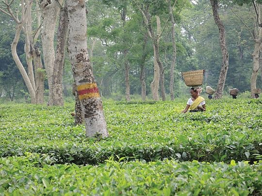 Newby London reintroduces exquisite, premium, and healthy teas