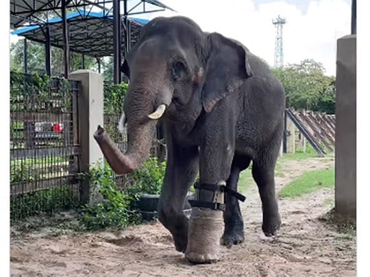 Rescued elephant gets prosthetic foot, video goes viral on social media