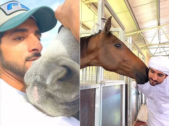 Watch: Horse nibbles on Sheikh Hamdan’s shoulder