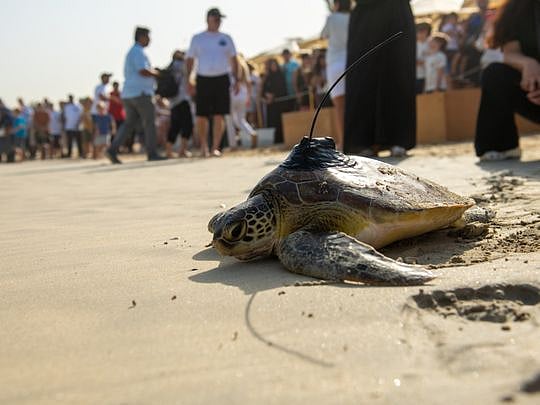 Watch: Zippy, 20 other rescued turtles released in UAE waters