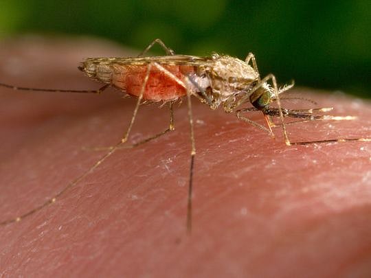 Cyprus battles disease-carrying mosquitoes by breeding them with ...