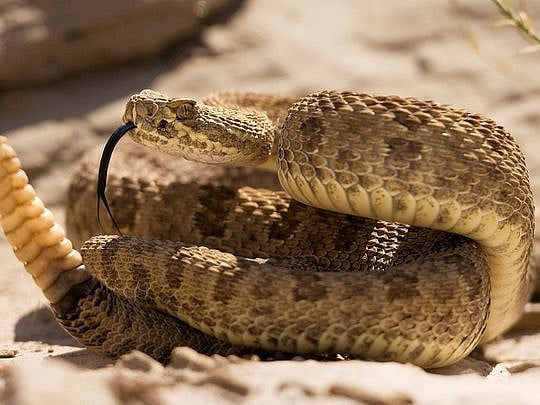 Video: Misunderstood rattlesnakes have a tender side, study finds