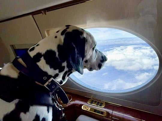 Pay-per-seat private jet charter service for pets K9 Jets to launch ...