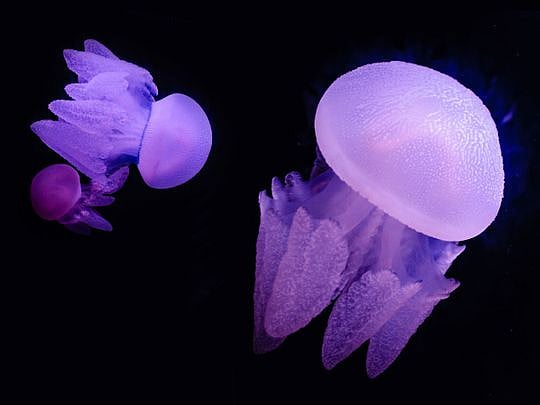 Explore an 'Invasion' of jellyfish at The National Aquarium of Abu Dhabi