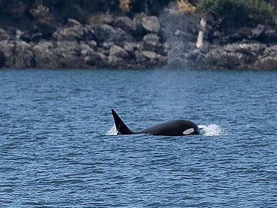 Malice, mischief or fad? Killer whale experts intrigued by boat bumpings