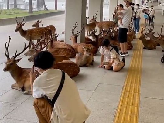 Japan’s Nara deer take shelter from the rain with people in an adorable ...