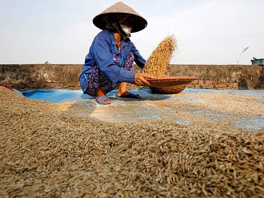 World rice price index jumps to near 12-year high in July: FAO