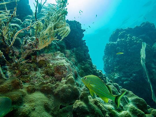 What's killing Florida's coral reefs - and why you should care