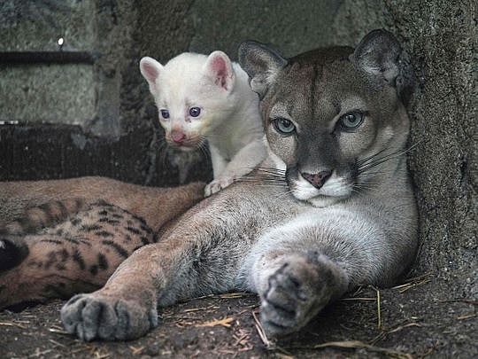 Photos: Rare albino puma cub born in Nicaragua zoo