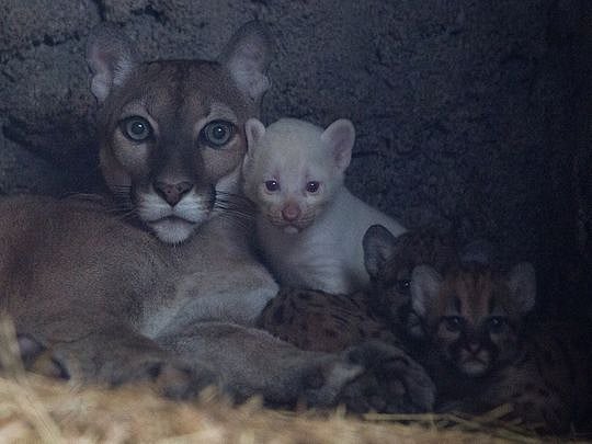Puma gives birth to rare albino cub in Nicaragua