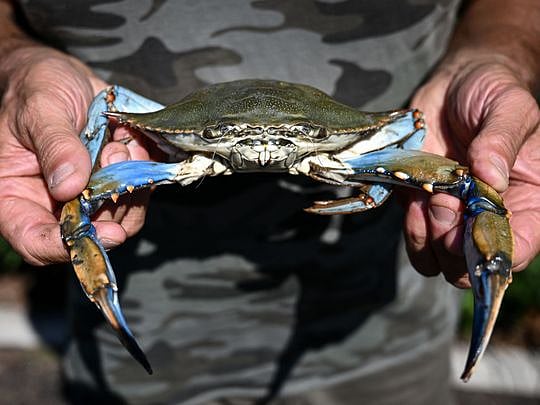 World losing high-stakes fight against alien species