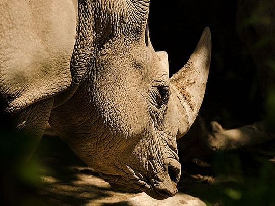 Rhino kills keeper, injures another in Austria zoo