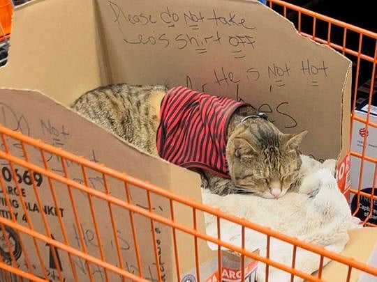 Watch: Meet Leo, the Tiktok famous cat living in a Home Depot