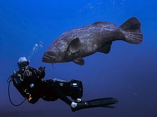Photos: The end of the line? Huge groupers, the joy of Florida divers ...