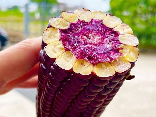 Photogenic corn variety becomes social media 'jewel'