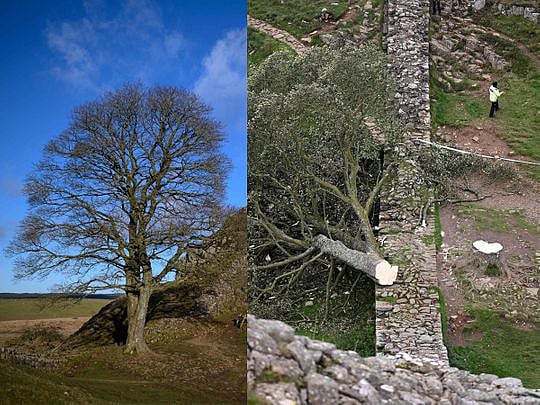 Photos: Britain's famous Sycamore Gap tree 'deliberately felled'