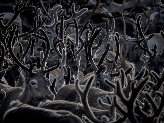 Crossing glaciers and fjords: Norwegian reindeer migrate for winter