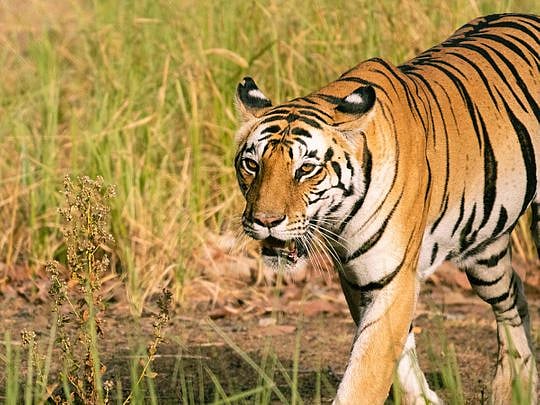 47 tigers dead in Vietnam zoos due to bird flu