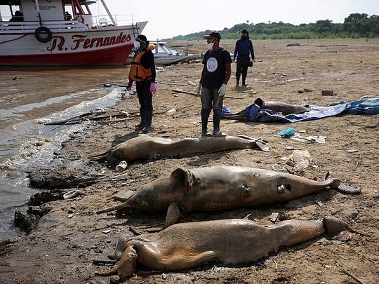150 dolphins dead in Amazon; scientists blame 102-degree water