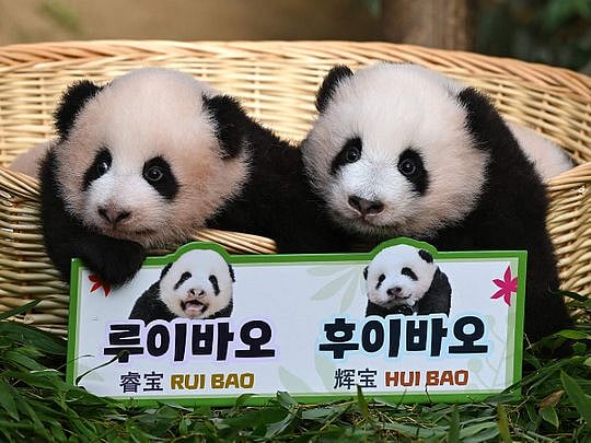 Photos: South Korea names its twin panda 'treasures'