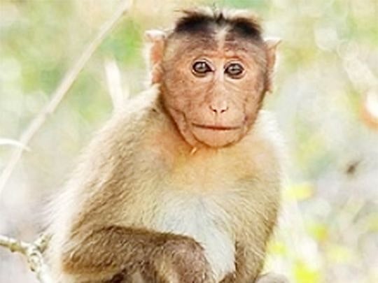 Monkey lives for 2 years with genetically engineered pig kidney