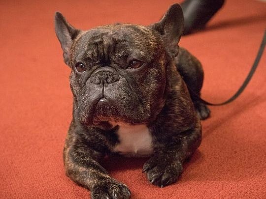 French Bulldog claims title as the most popular dog breed