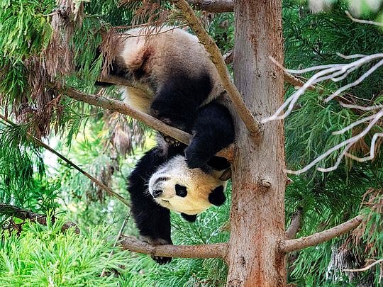 Photos: Washington's three giant pandas return to China