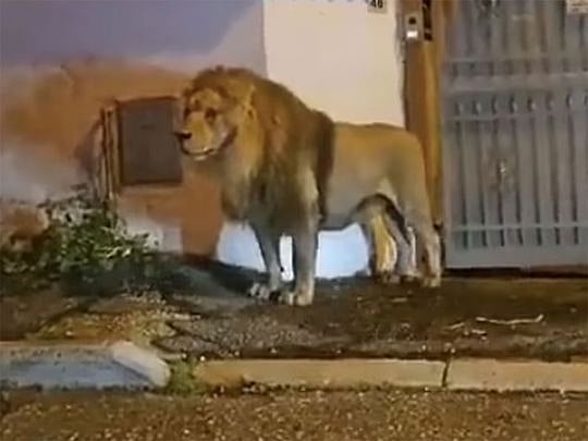 Watch: Lion sparks panic in Italian city after escaping from circus