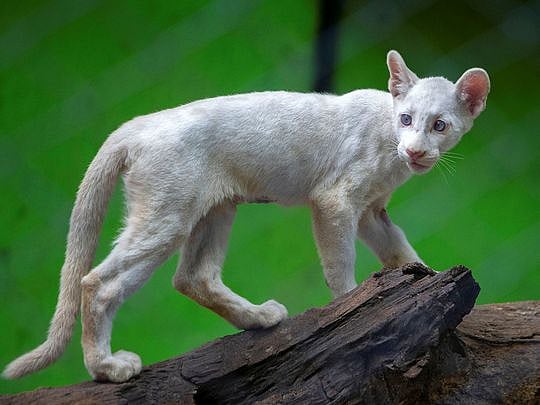 The Extraordinary Albino Puma Cub That Captivates the World – New and Tips