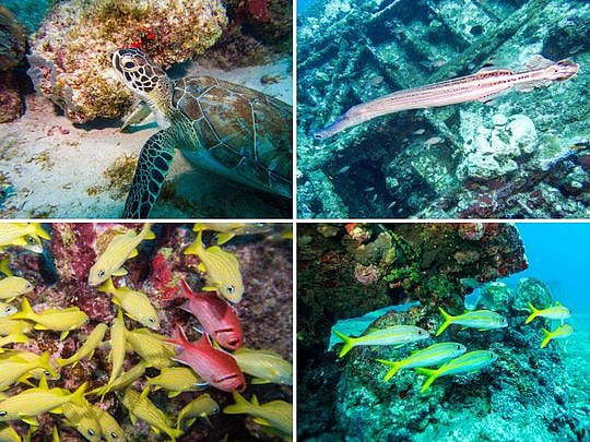 Photos: Divers explore fascinating reefs and shipwrecks in Aruba
