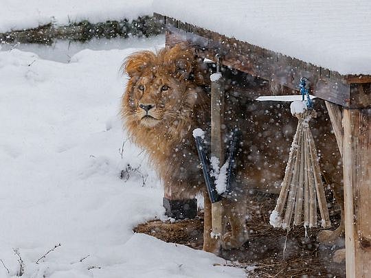 Look: A lion and several bears go wild in snow in Kosovo