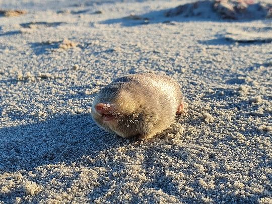 Still alive! Golden mole not seen for 80 years and presumed extinct is ...