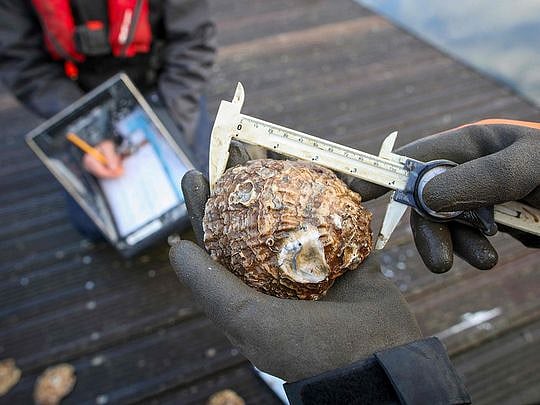 In Pictures: Native oysters return to Belfast after a century's absence