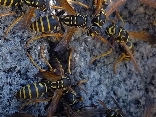 Watch: 8 new species of wasps discovered in Abu Dhabi’s protected areas