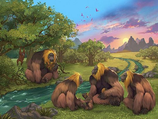 The largest great ape to ever live went extinct because of climate ...
