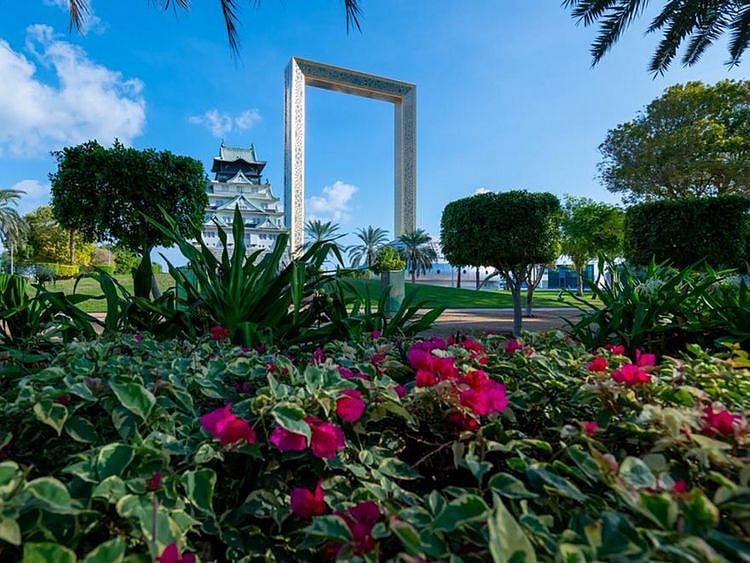 Dubai Municipality plants 216,500 trees including neem, olive, Indian ...