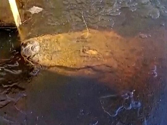 Video: A blast of cold lets alligators show off a special skill to ...