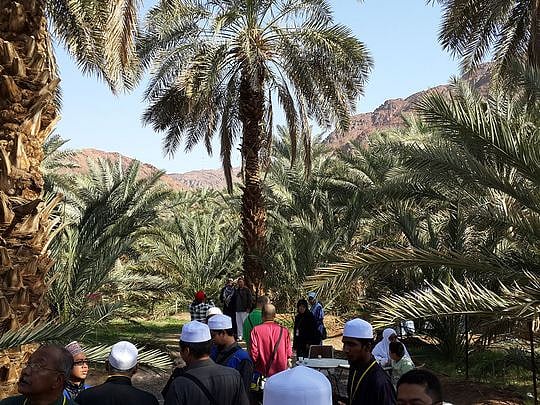 Saudi Arabia; Over 1 million trees planted in Medina