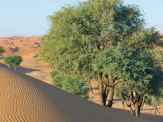 UAE: Whole-genome sequencing of ghaf tree unveiled at Arab Health 2024