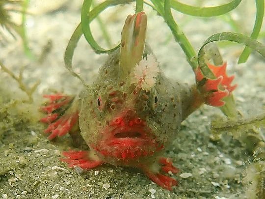 Australia scientists pluck rare handfish from ocean due to climate risk