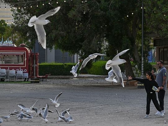 Winter seagulls in UAE: A natural spectacle of beauty and unity