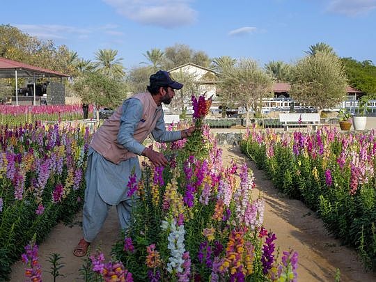 Blooming paradise: Explore the UAE Flowers Farm in Fujairah's Wadi Asimah