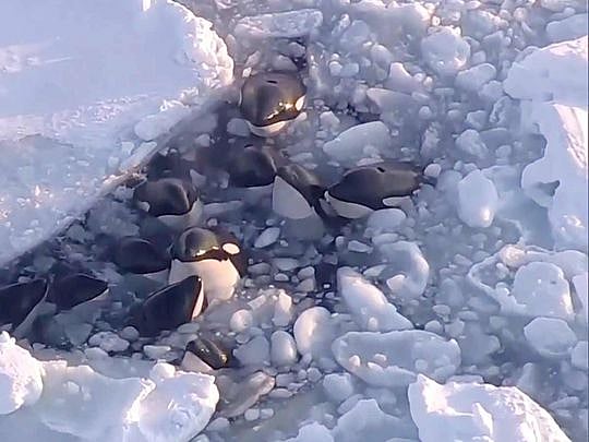 Video: A pod of killer whales trapped in drift ice off northern Japan ...