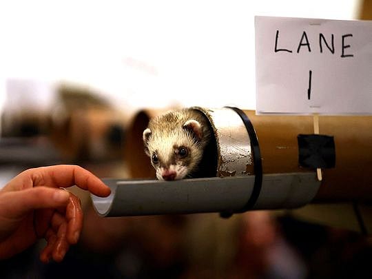 In pictures: Britain's Ferret Racing Championship