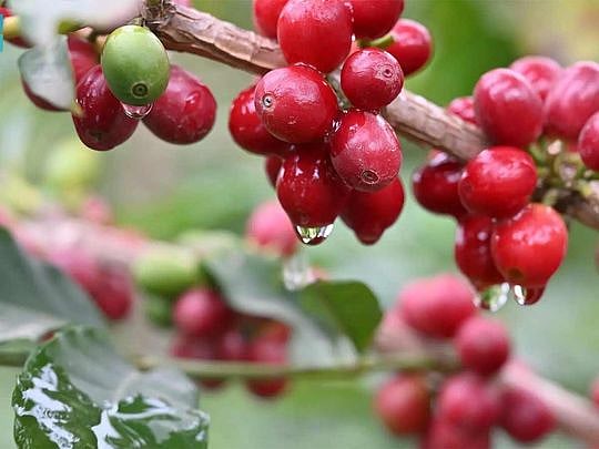 Coffee bean prices to stay high as supply disruptions lead to rising costs
