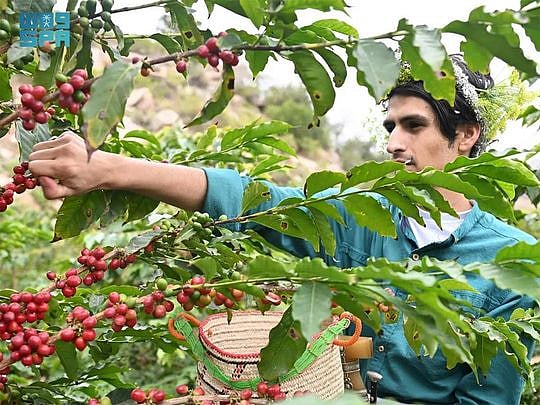 Saudi Arabia's Jazan region emerges as a coffee hub with over 1,000 ...
