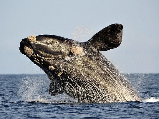 How do whales sing? Lab experiments suggest their voice boxes have a ...